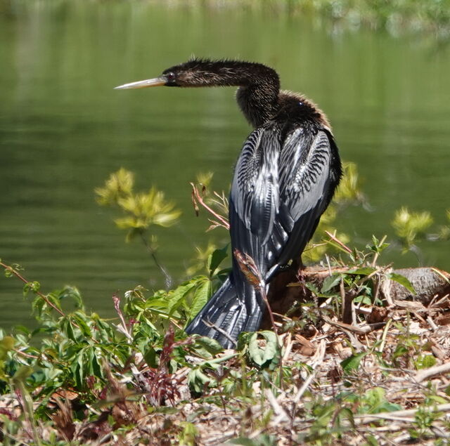 Anhinga