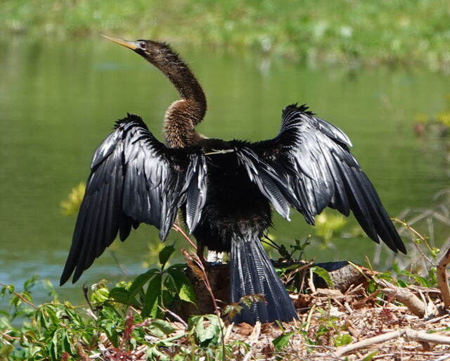 Anhinga