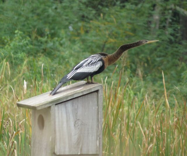 Anhinga
