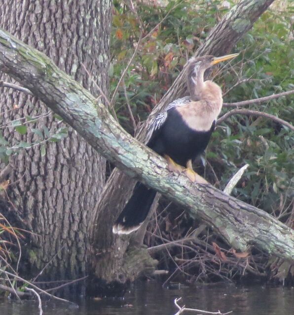 Anhinga