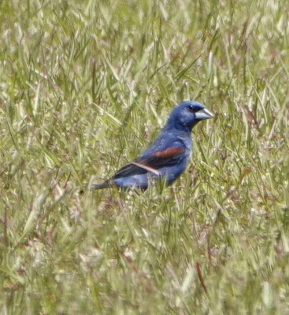 Blue Grosbeak