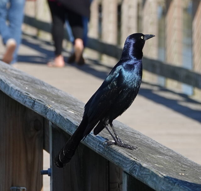 Boat-tailed Grackle