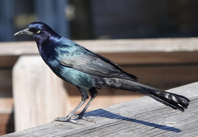 Boat-tailed Grackle