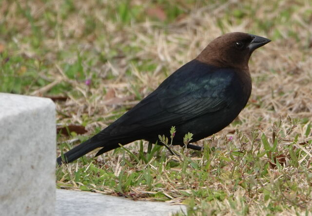 Brown-headed Cowbird