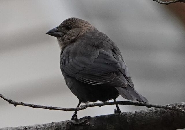 Brown-headed Cowbird