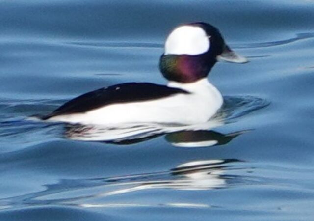 Bufflehead