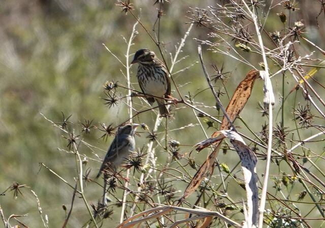 Clay-colored Sparrow