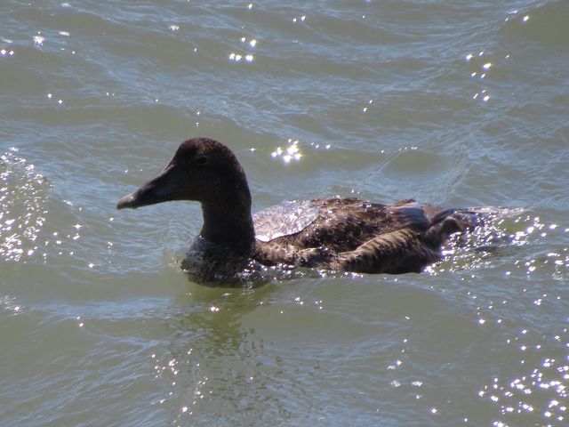 Common Eider