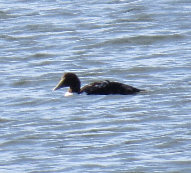Common Eider
