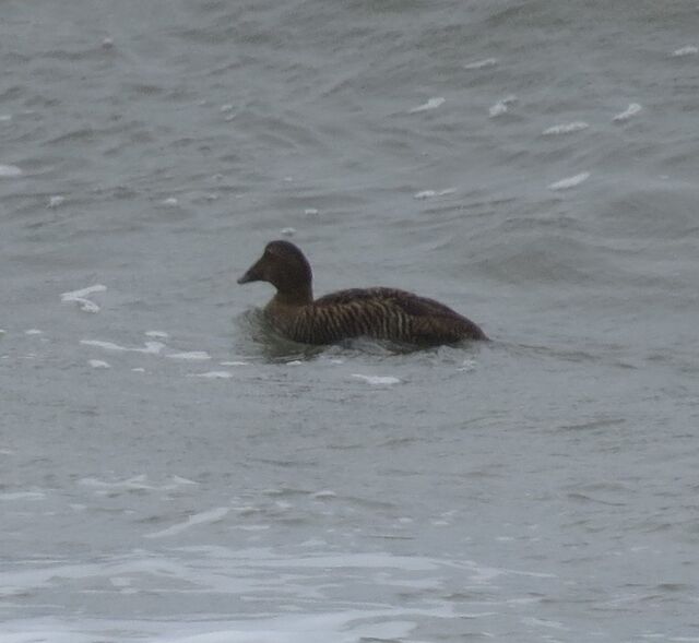 Common Eider