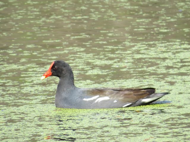 Common Gallinule