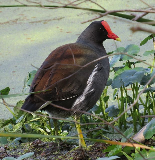 Common Gallinule