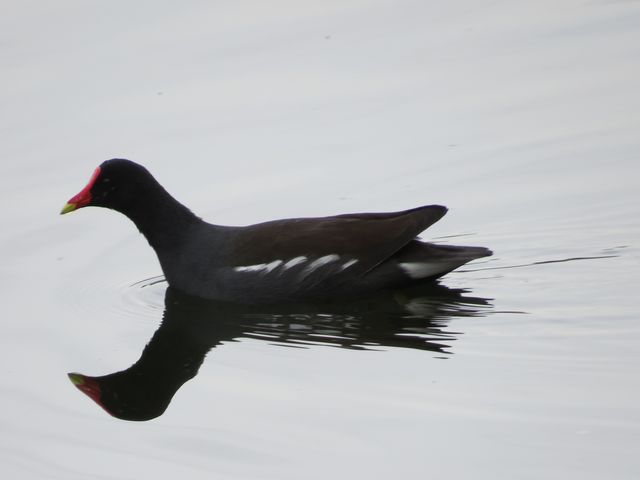 Common Gallinule