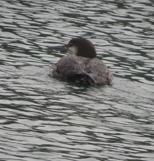 Common Loon