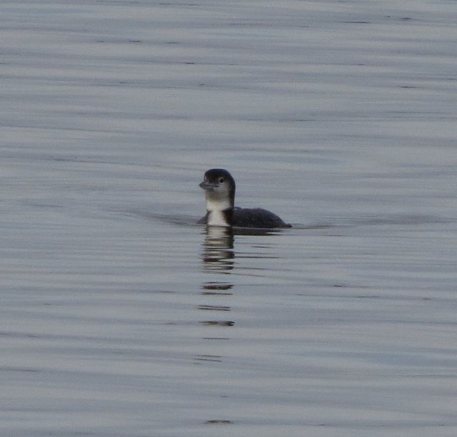 Common Loon