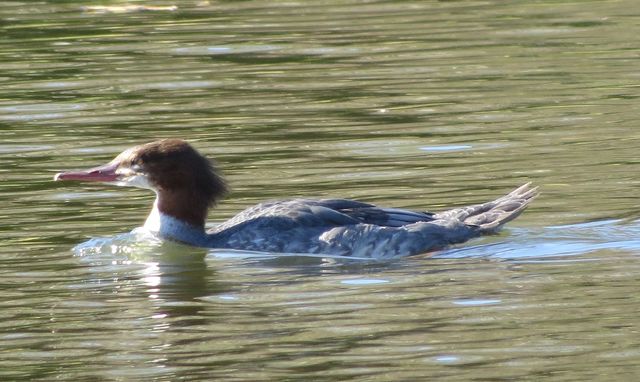 Common Merganser