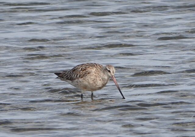 Bar-tailed Godwit