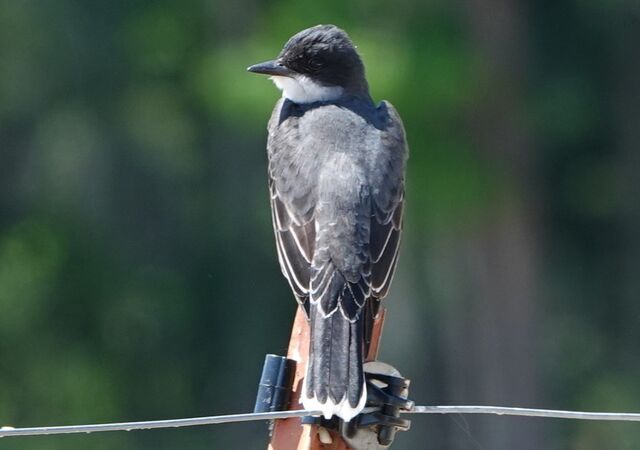 Eastern Kingbird
