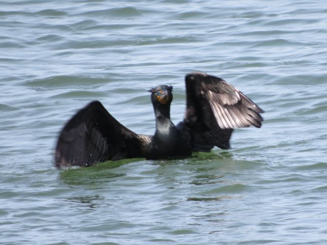 Double-crested Cormorant