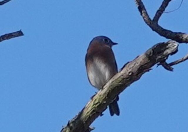 Eastern Bluebird