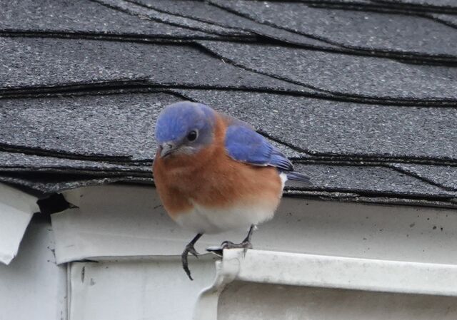 Eastern Bluebird