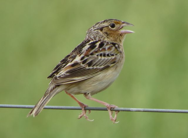 Grasshopper Sparrow