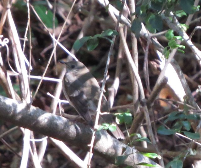 Gray-cheeked Thrush