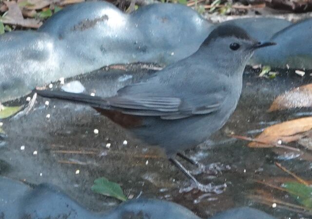Gray Catbird