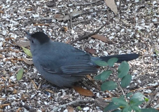 Gray Catbird
