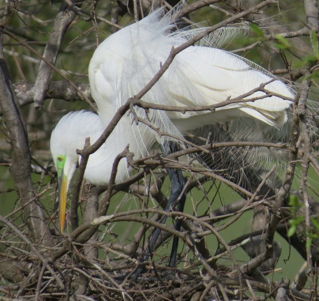 Great Egret