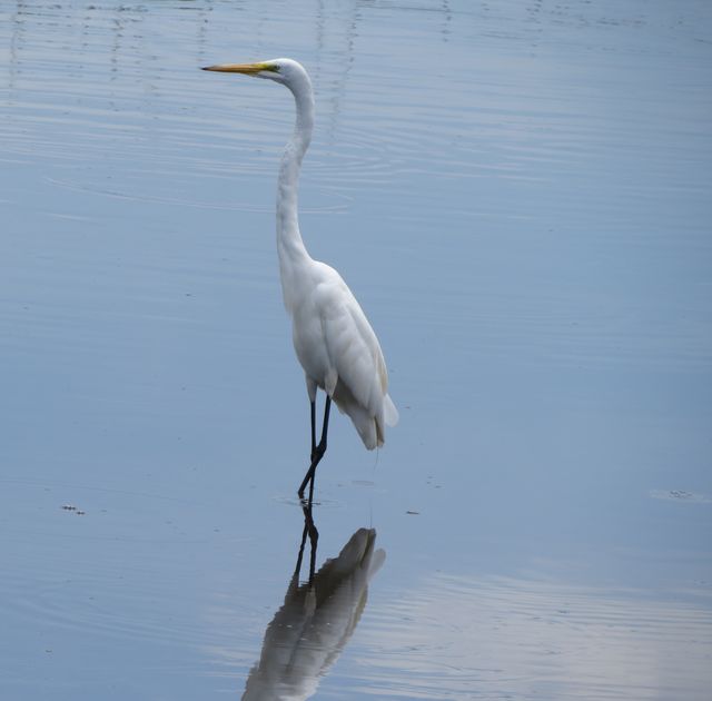 Great Egret