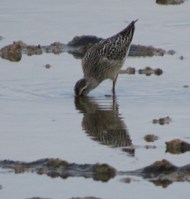 Stilt Sandpiper