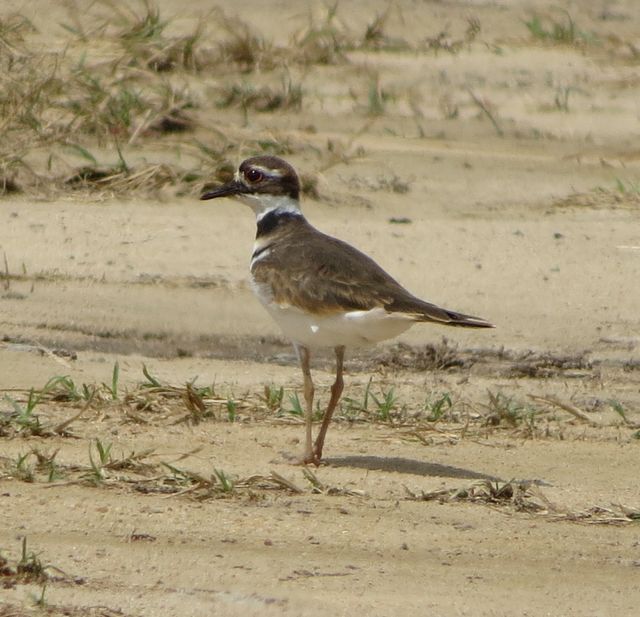 Killdeer
