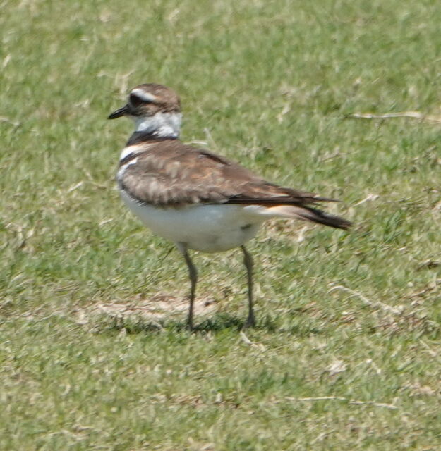 Killdeer