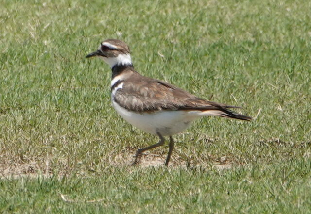 Killdeer