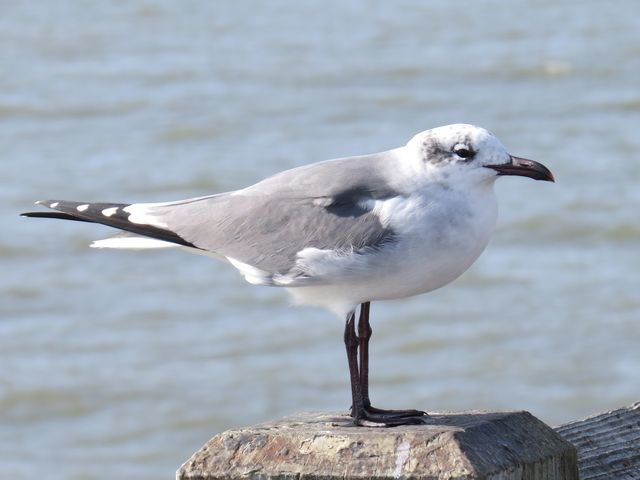 Laughing Gull