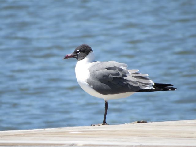 Laughing Gull