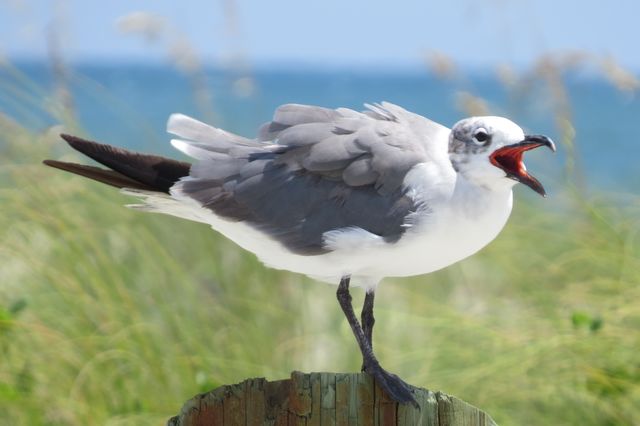 Laughing Gull
