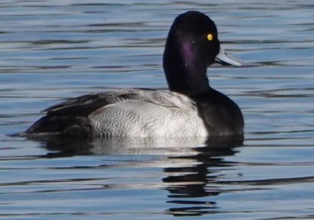 Lesser Scaup