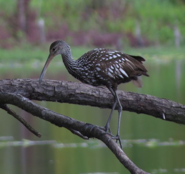 Limpkin