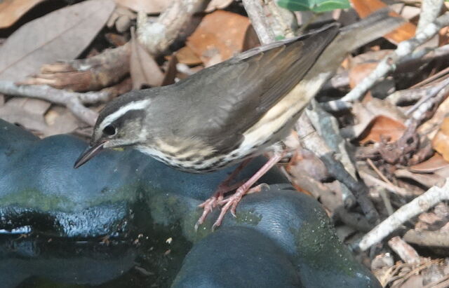 Louisiana Waterthrush