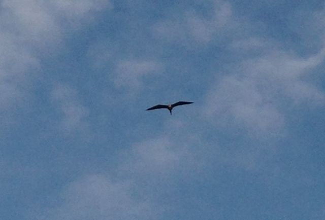 Magnificent Frigatebird