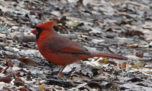 Northern Cardinal