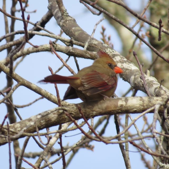 Northern Cardinal