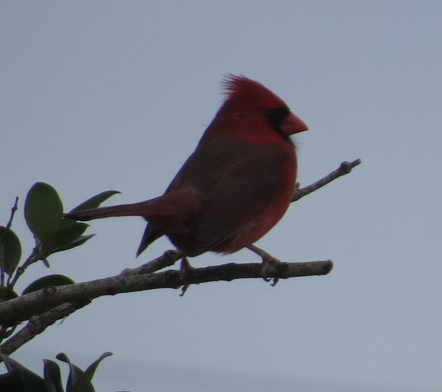 Northern Cardinal
