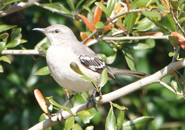 Northern Mockingbird