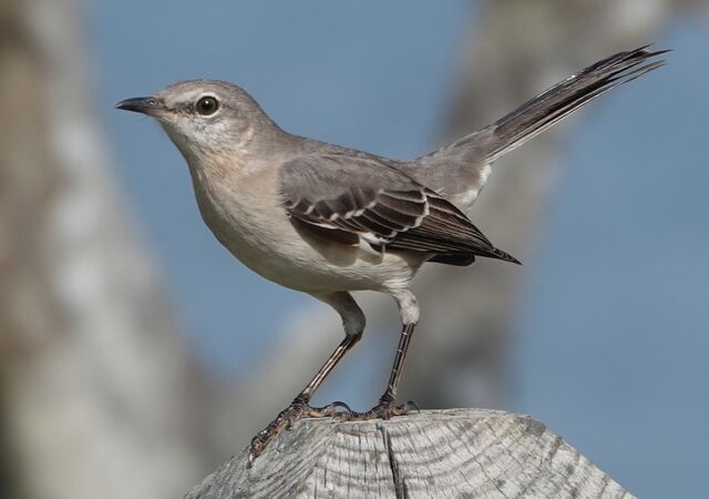 Northern Mockingbird