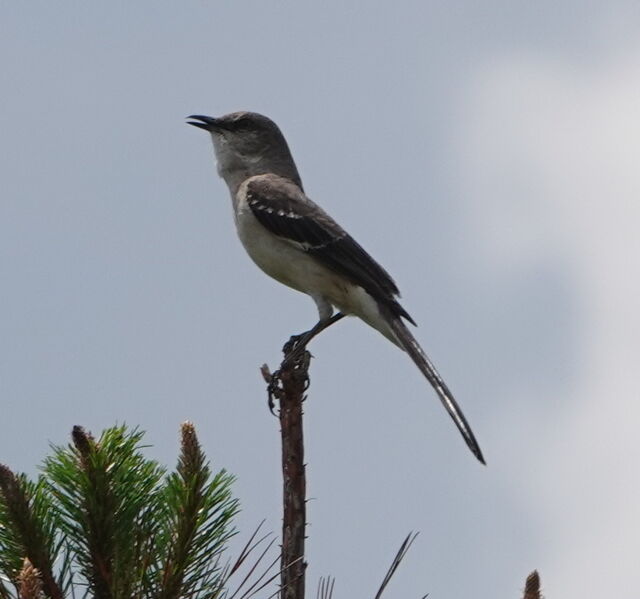 Northern Mockingbird