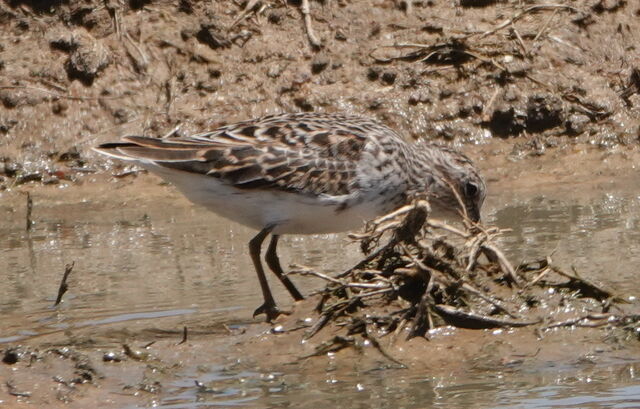 Pectoral Sandpiper
