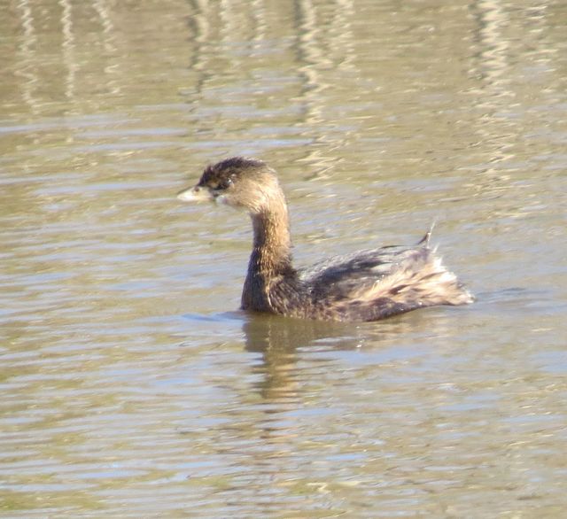 Pied-billed Grebe
